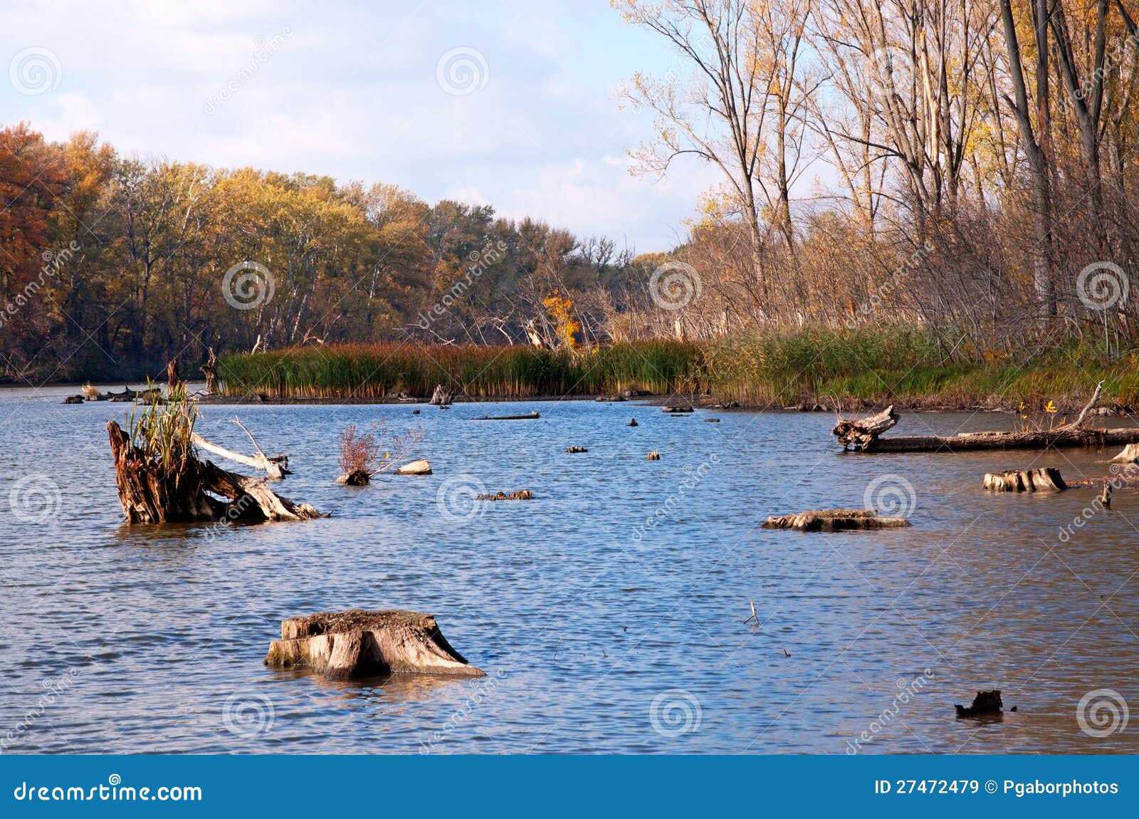 Backwater at the Tisza River,Hungary Stock Image - Image of water, bole ...