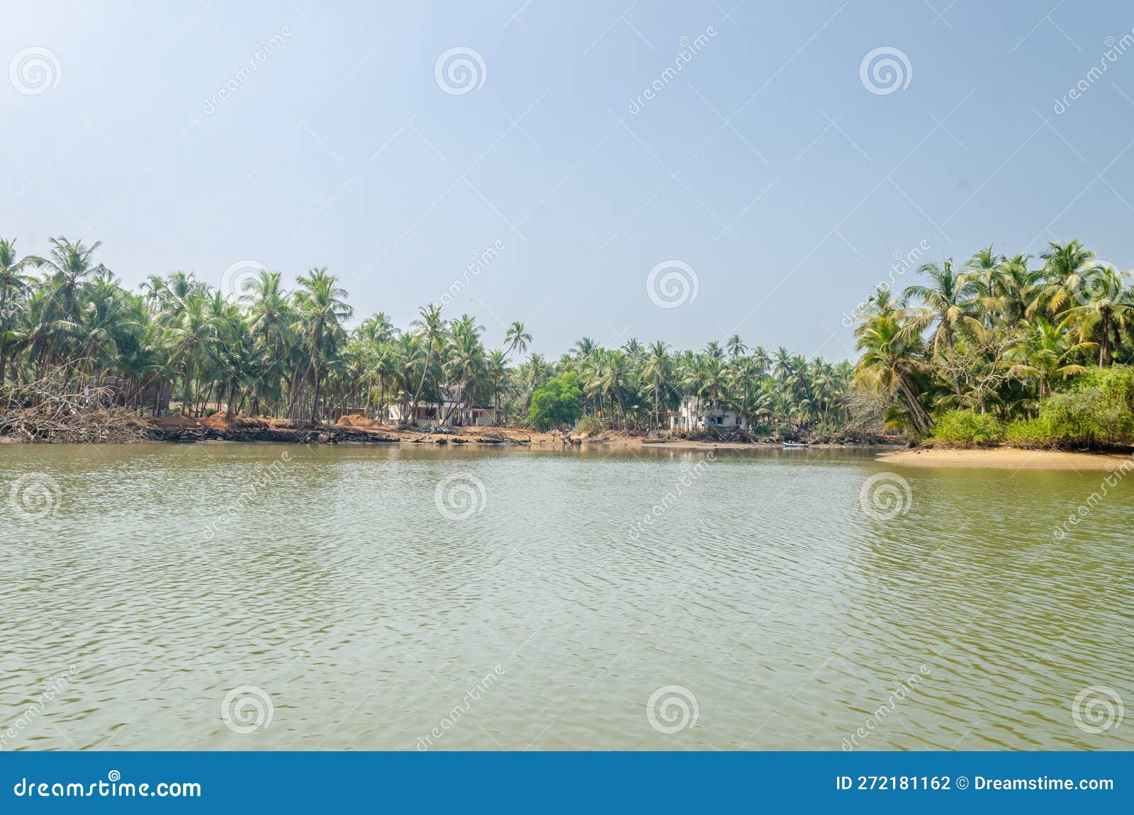 River Bank with Coconut Palms Stock Photo - Image of coast, coconut ...