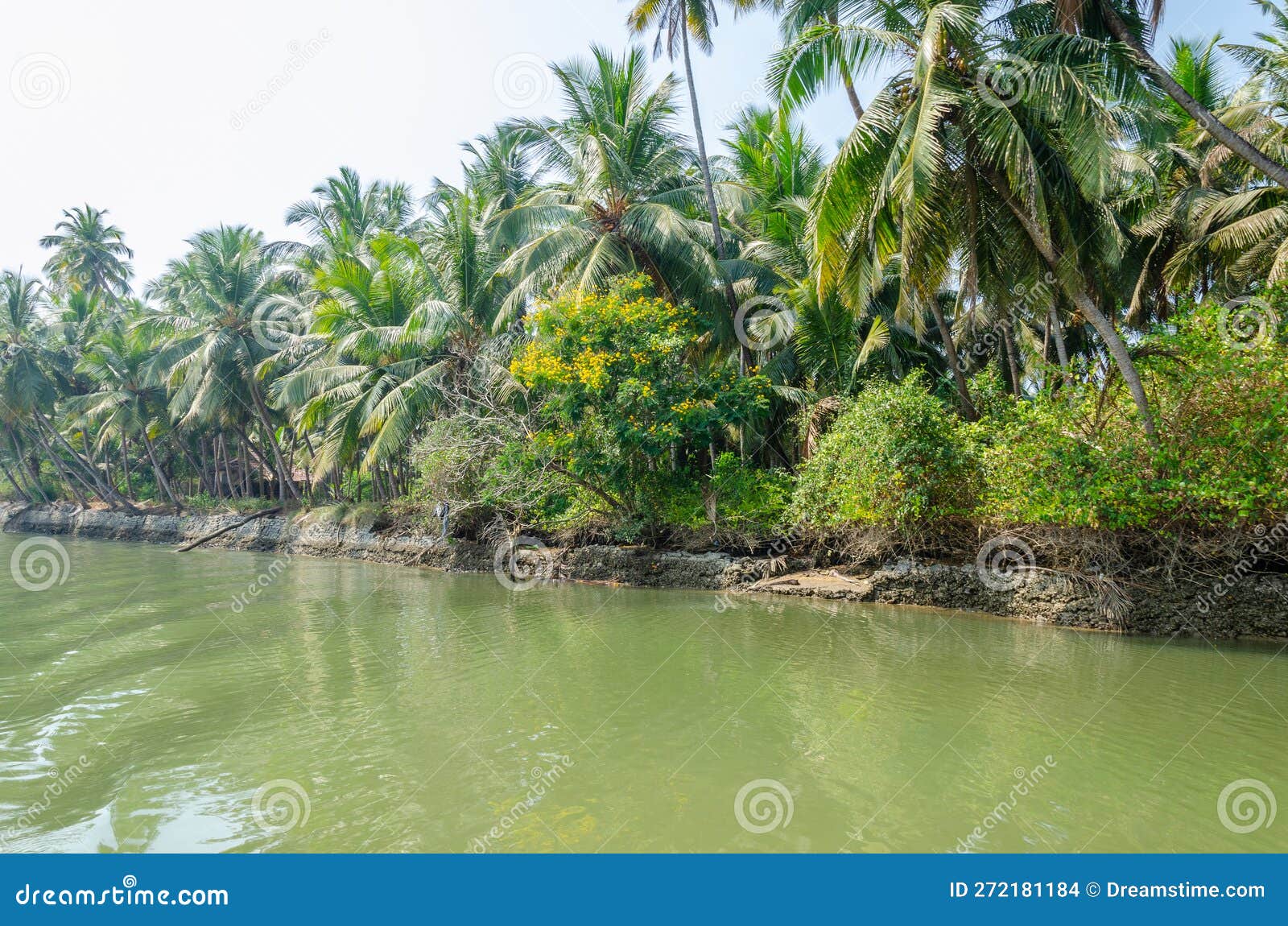 River Bank with Coconut Palms and Mangrove Stock Photo - Image of ...