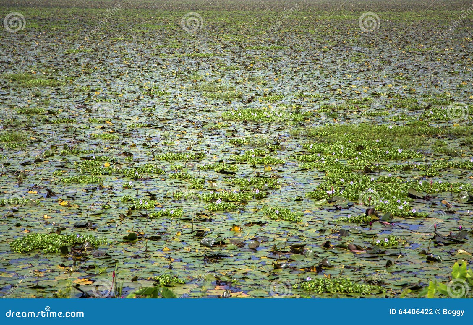 Backwaters in Kerala, India Stock Photo - Image of nature, waterlily ...