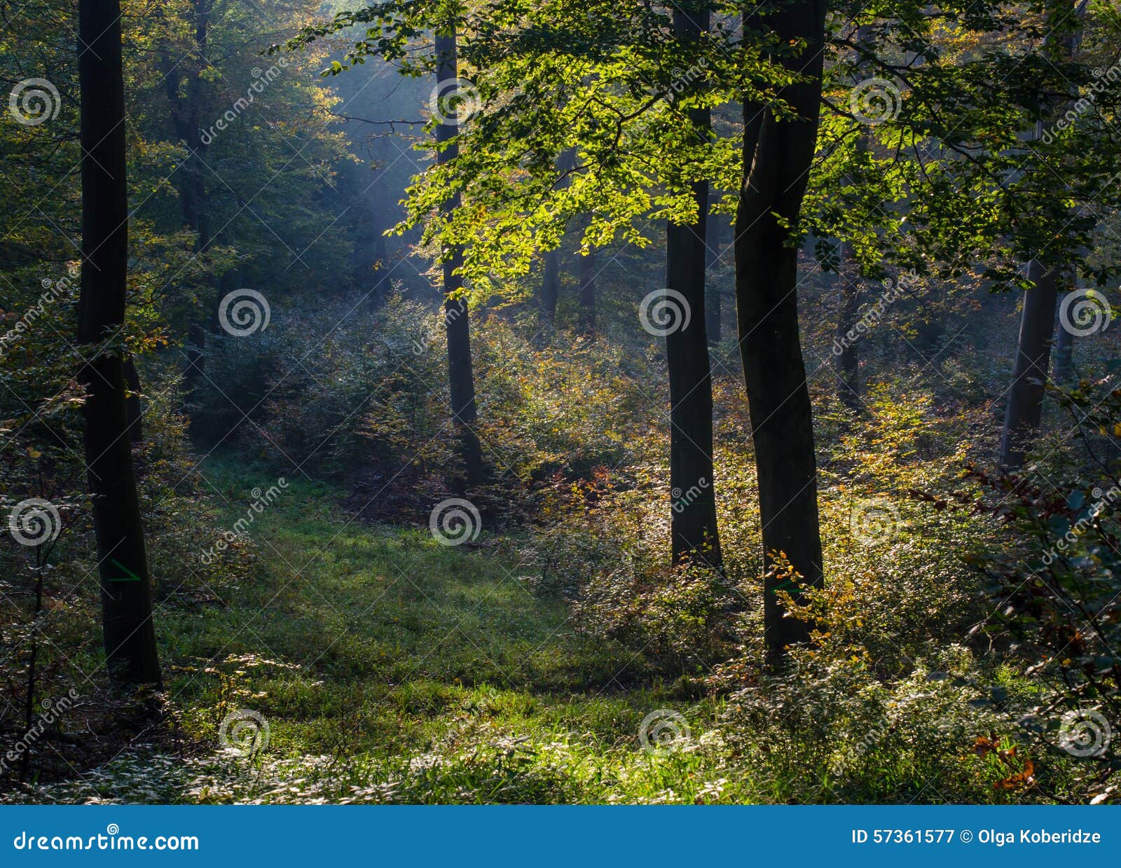 Backwoods Landscape Trees Shining Leaves Stock Photos - Free & Royalty ...