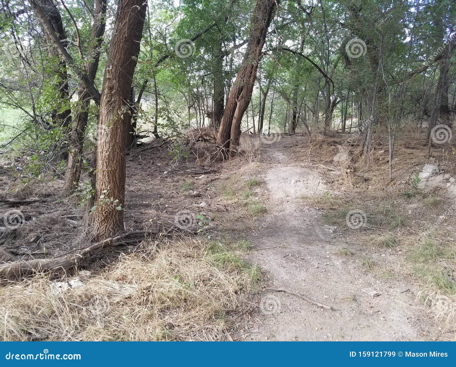 Backwoods trail stock image. Image of texas, backwoods - 159121799