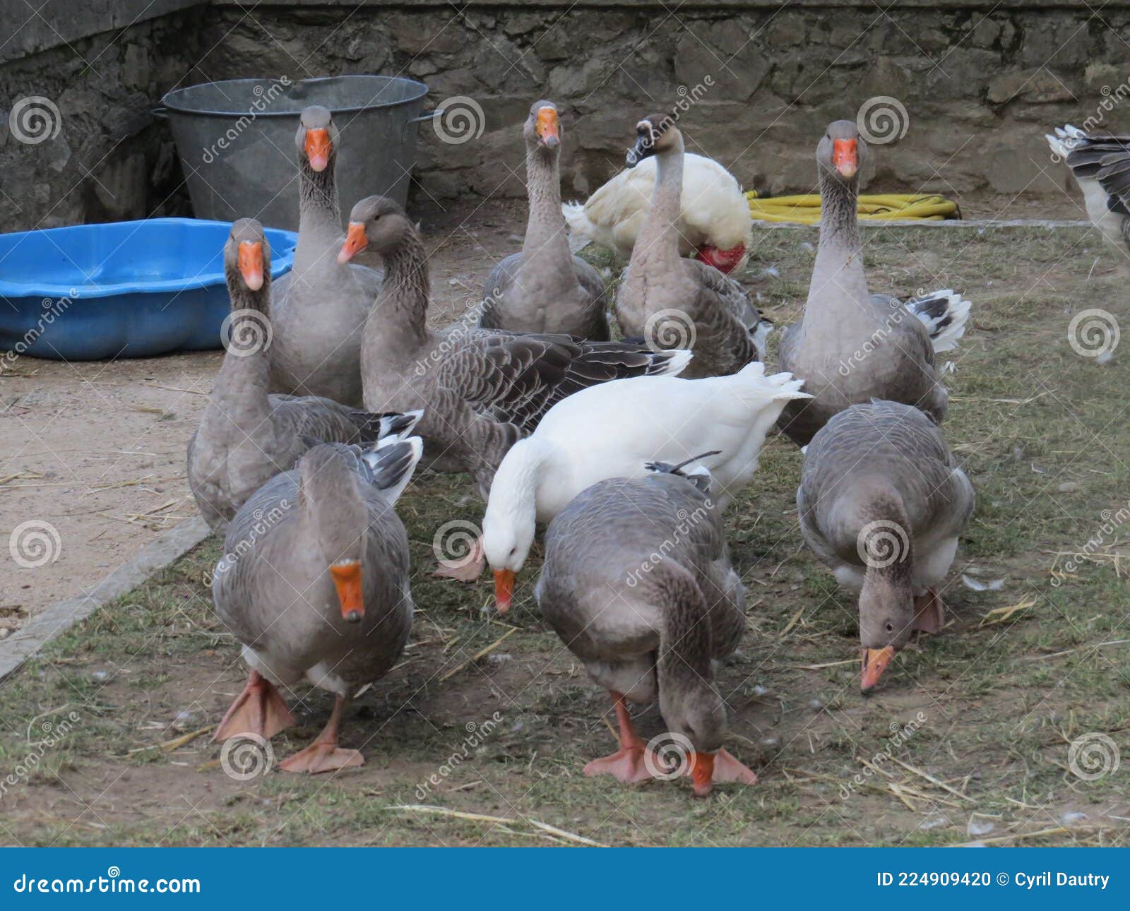 Chickens Geese Farming. Geese. Poultry Yard In The Village. Chickens ...