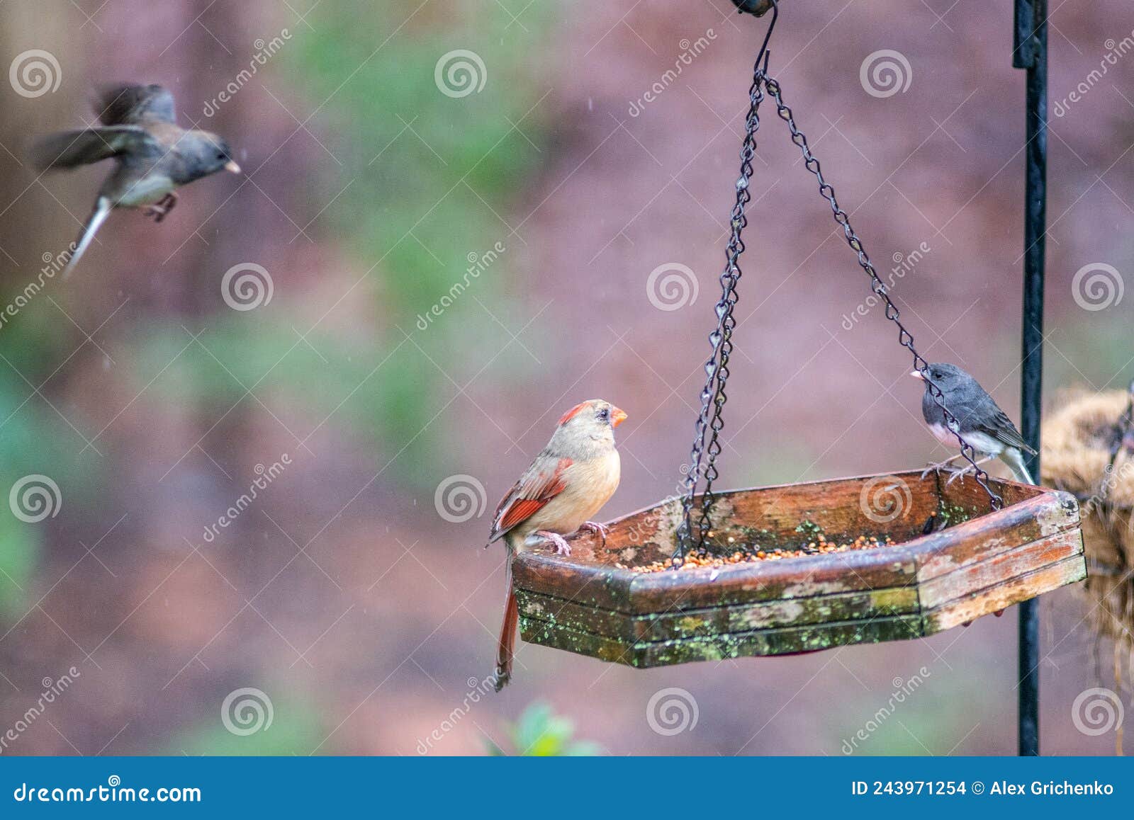 Backyard Birds Around Bird Feeder Stock Photo - Image of nature ...