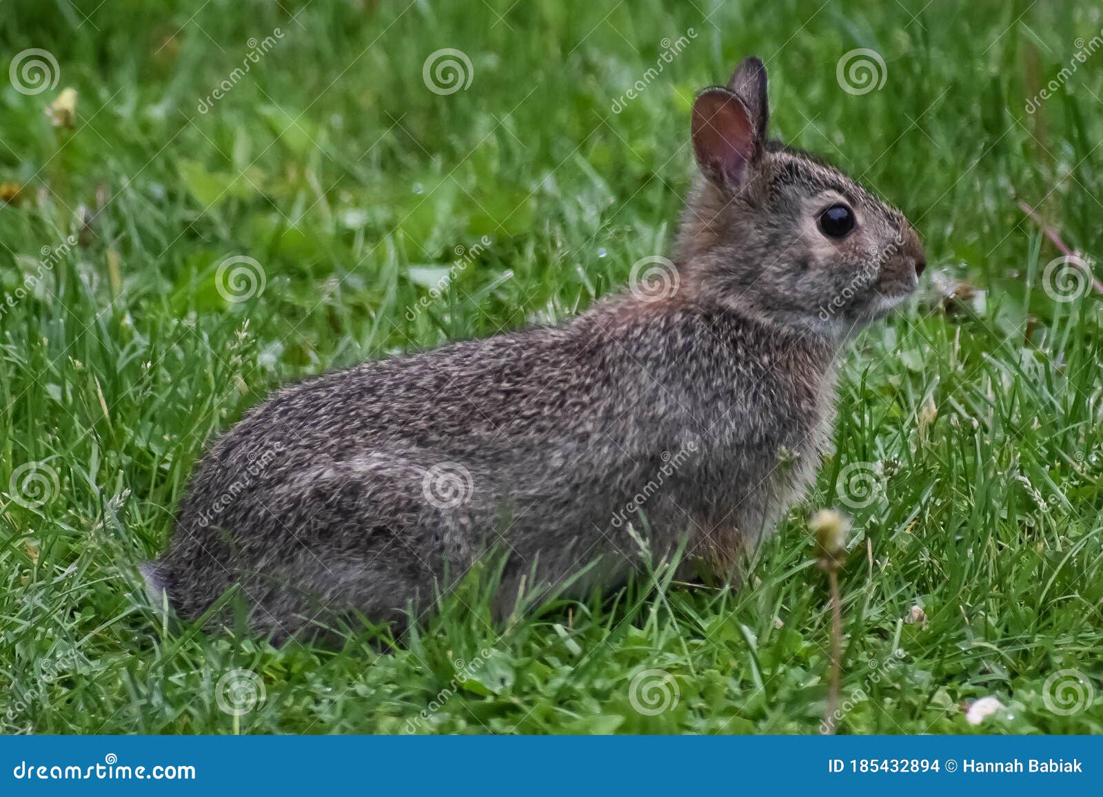 Backyard Bunny Rabbit in Lawn Stock Photo - Image of mammal, still ...
