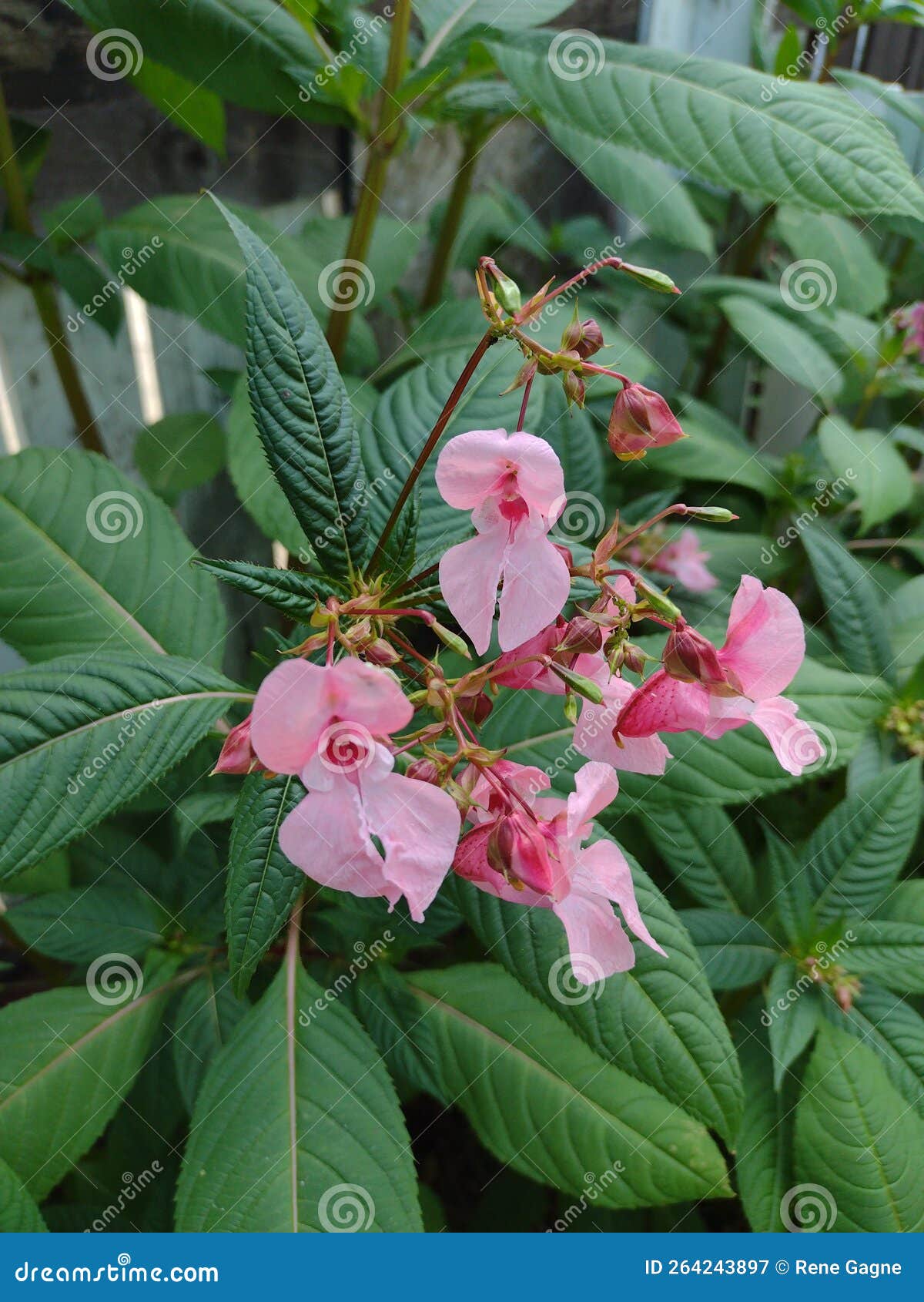 Backyard Bushels Popping Pink Stock Image - Image of nature, garden ...