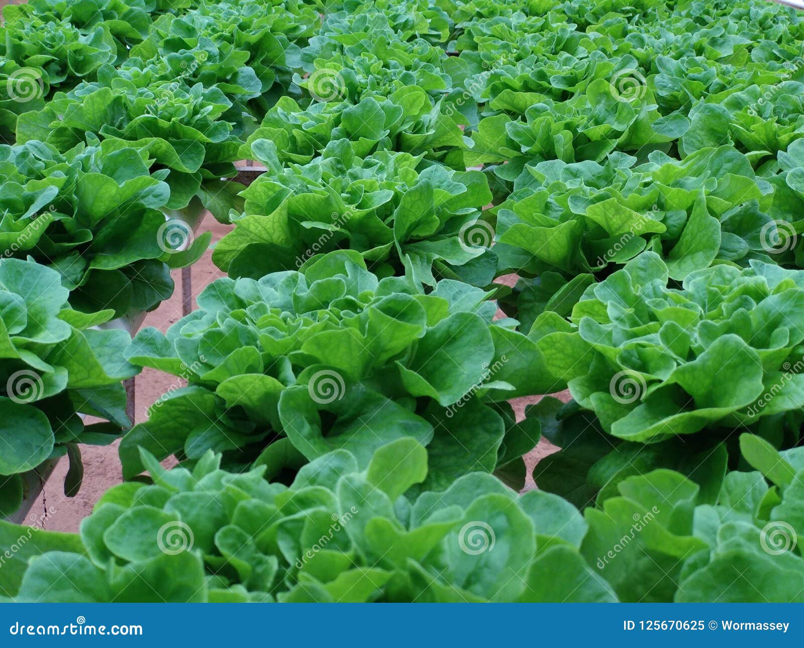 Backyard Cabbage Patch stock image. Image of ready, plant - 125670625