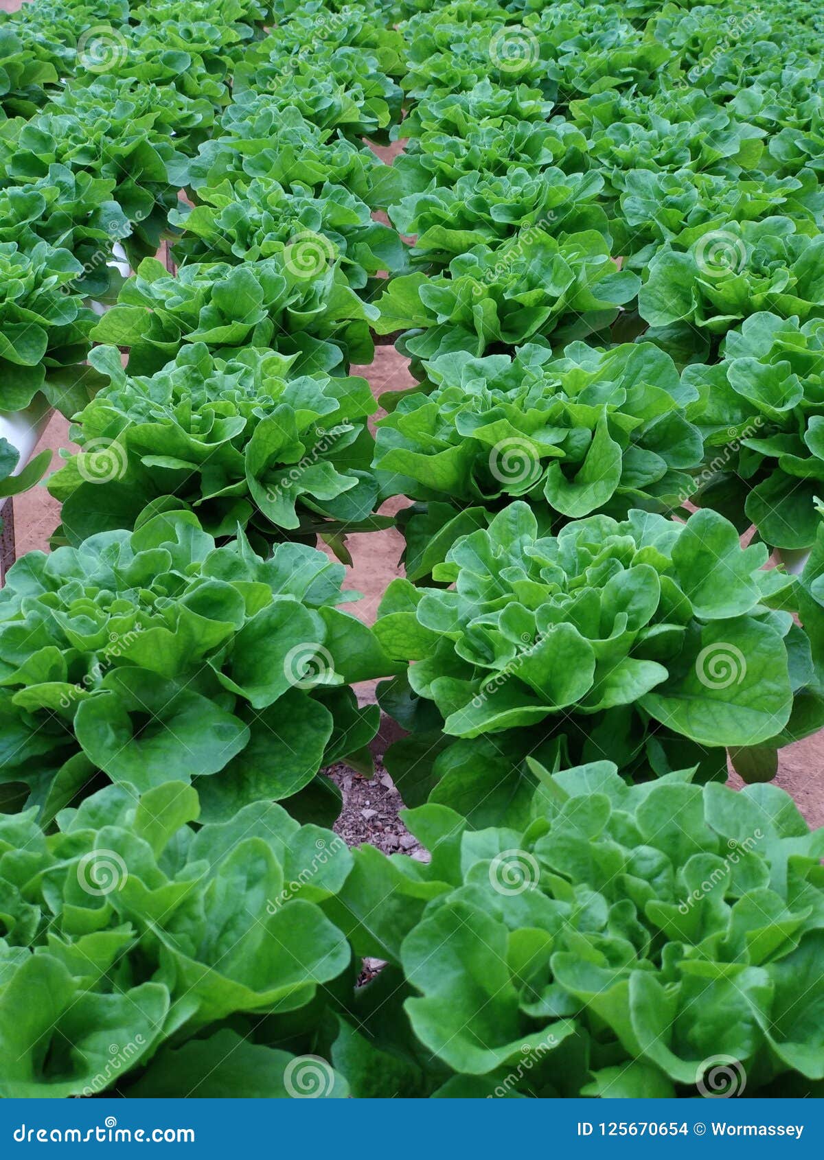 Backyard Cabbage Patch stock photo. Image of flower - 125670654