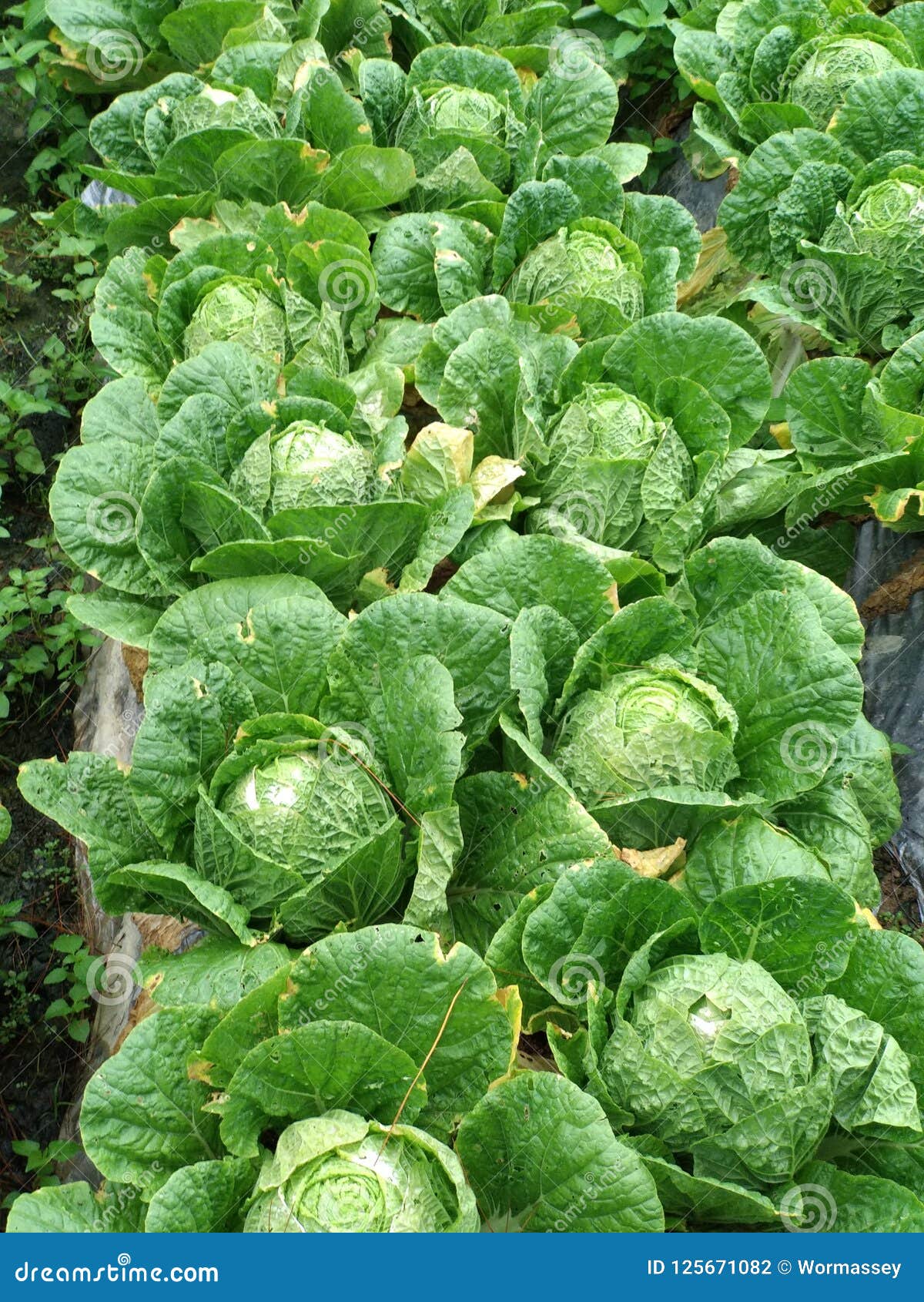 Backyard Cabbage Patch stock photo. Image of cooking - 125671082
