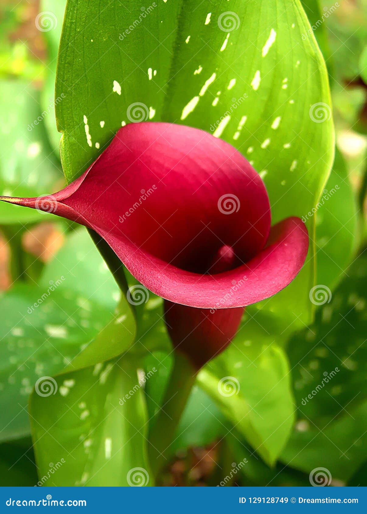 The Backyard Calla-lily in Full Bloom Stock Image - Image of brightly ...
