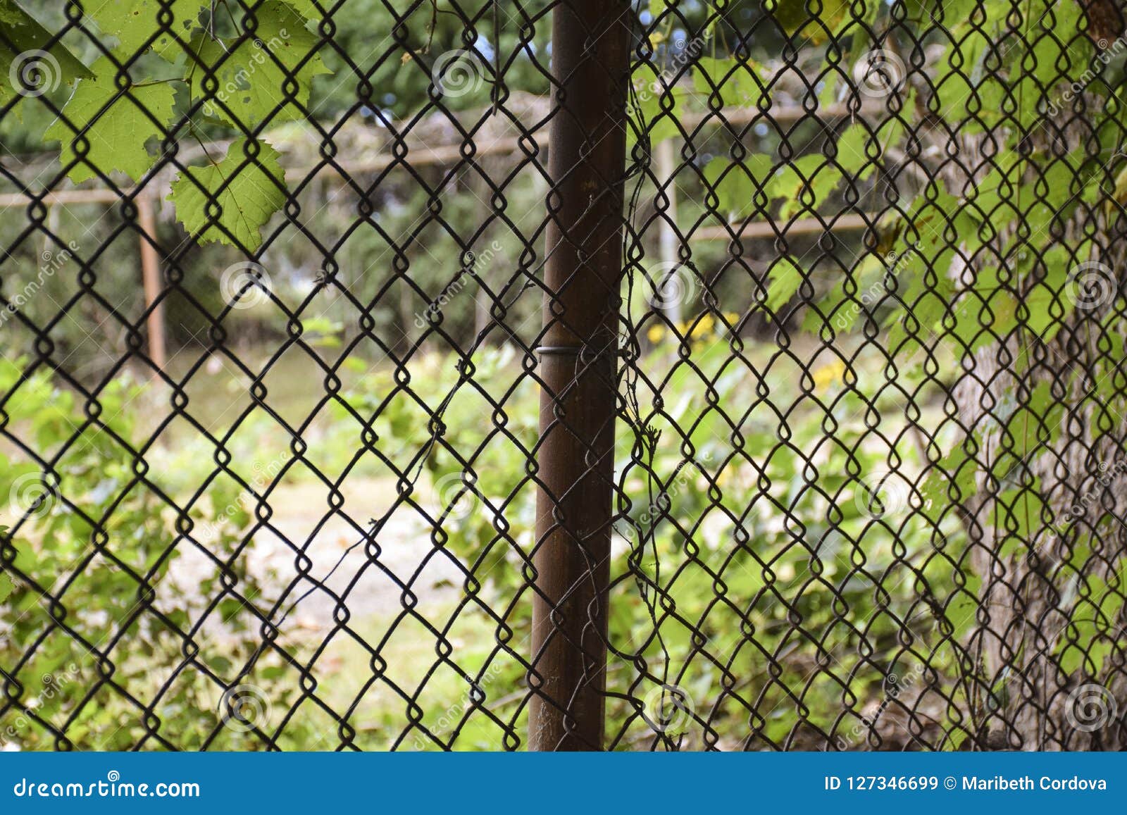 BACKYARD through CHAIN LINK FENCE Stock Image - Image of rusty ...