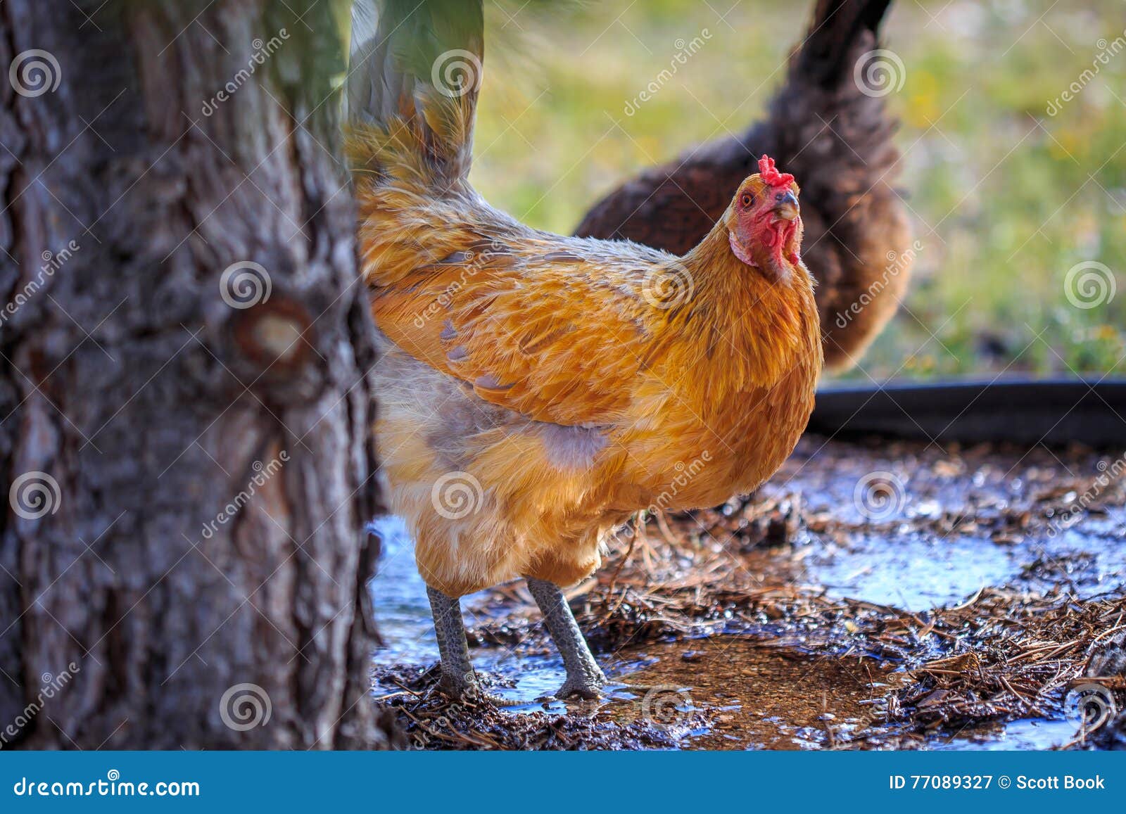 Backyard Chicken Outdoor stock image. Image of backyard - 77089327