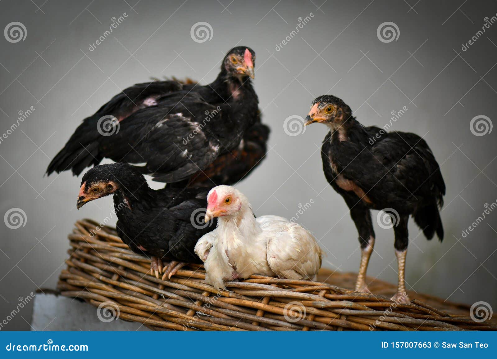 Backyard Chickens Dramatic Pose Stock Image - Image of food, character ...