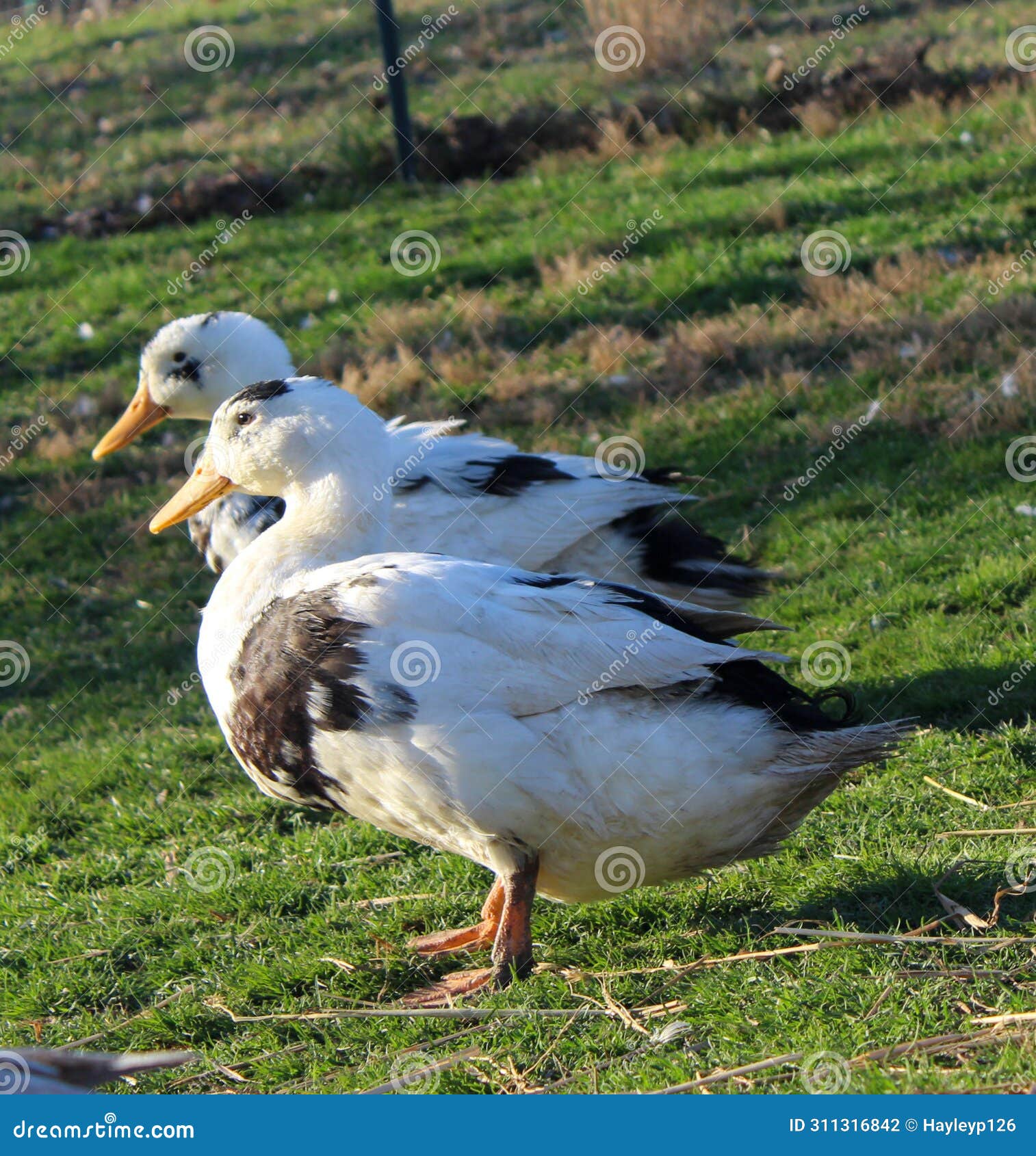 Backyard Ducks in Spring stock photo. Image of drake - 311316842