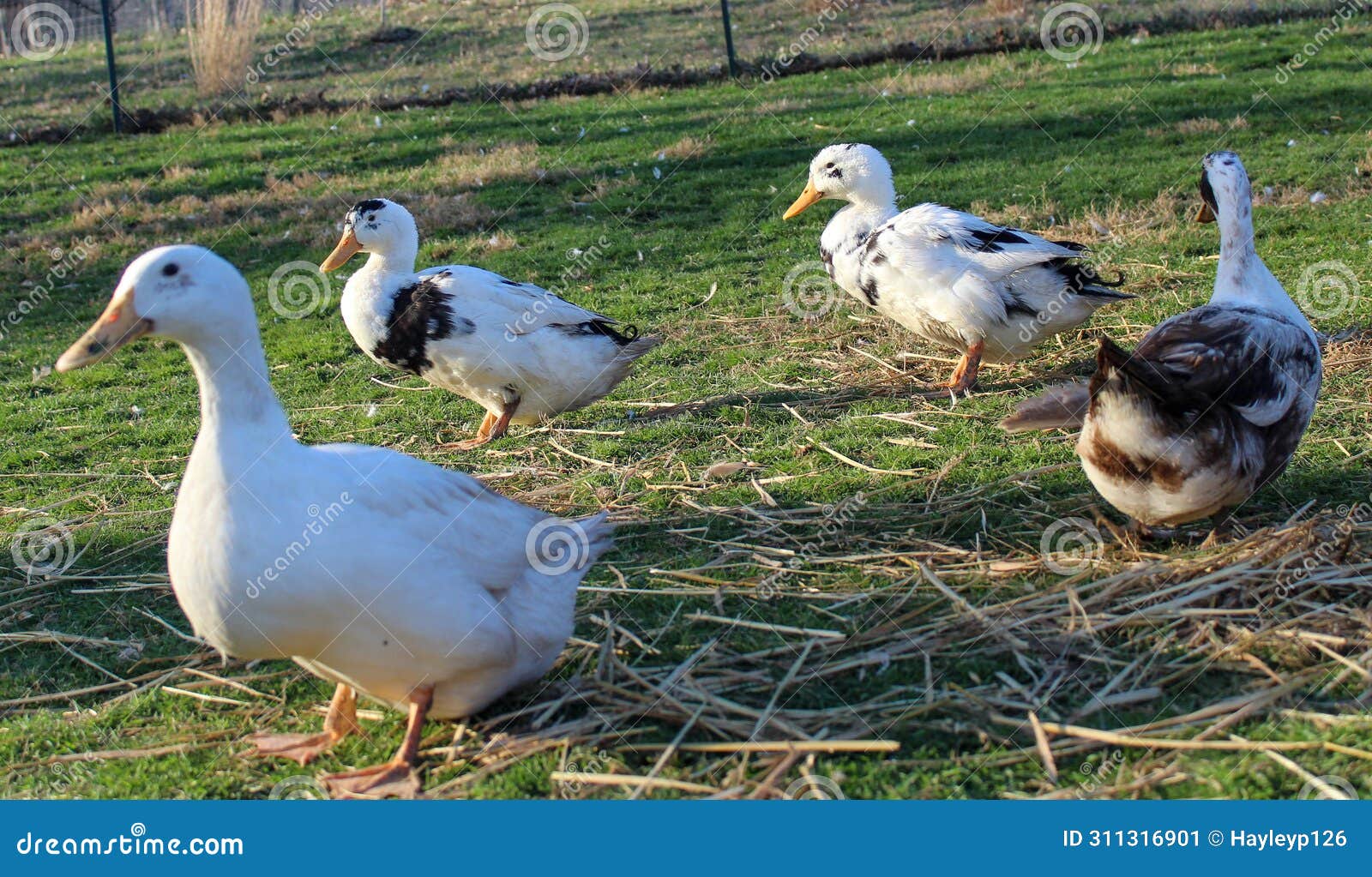 Backyard Ducks in Spring stock image. Image of duck - 311316901