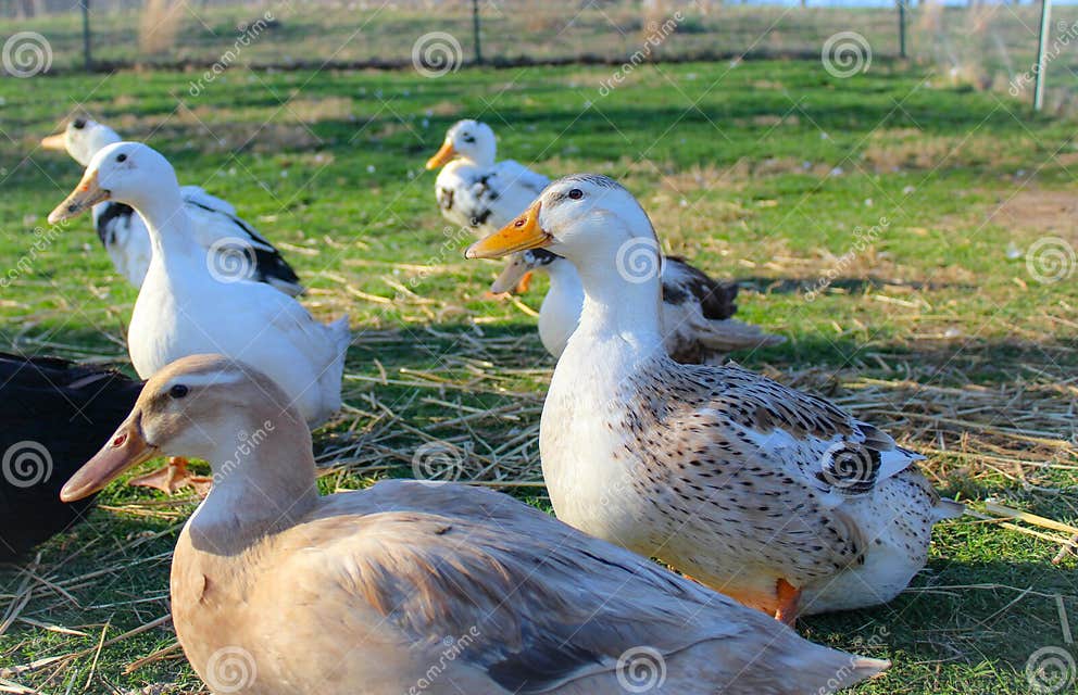 Backyard Ducks in Spring stock photo. Image of ducks - 311316904