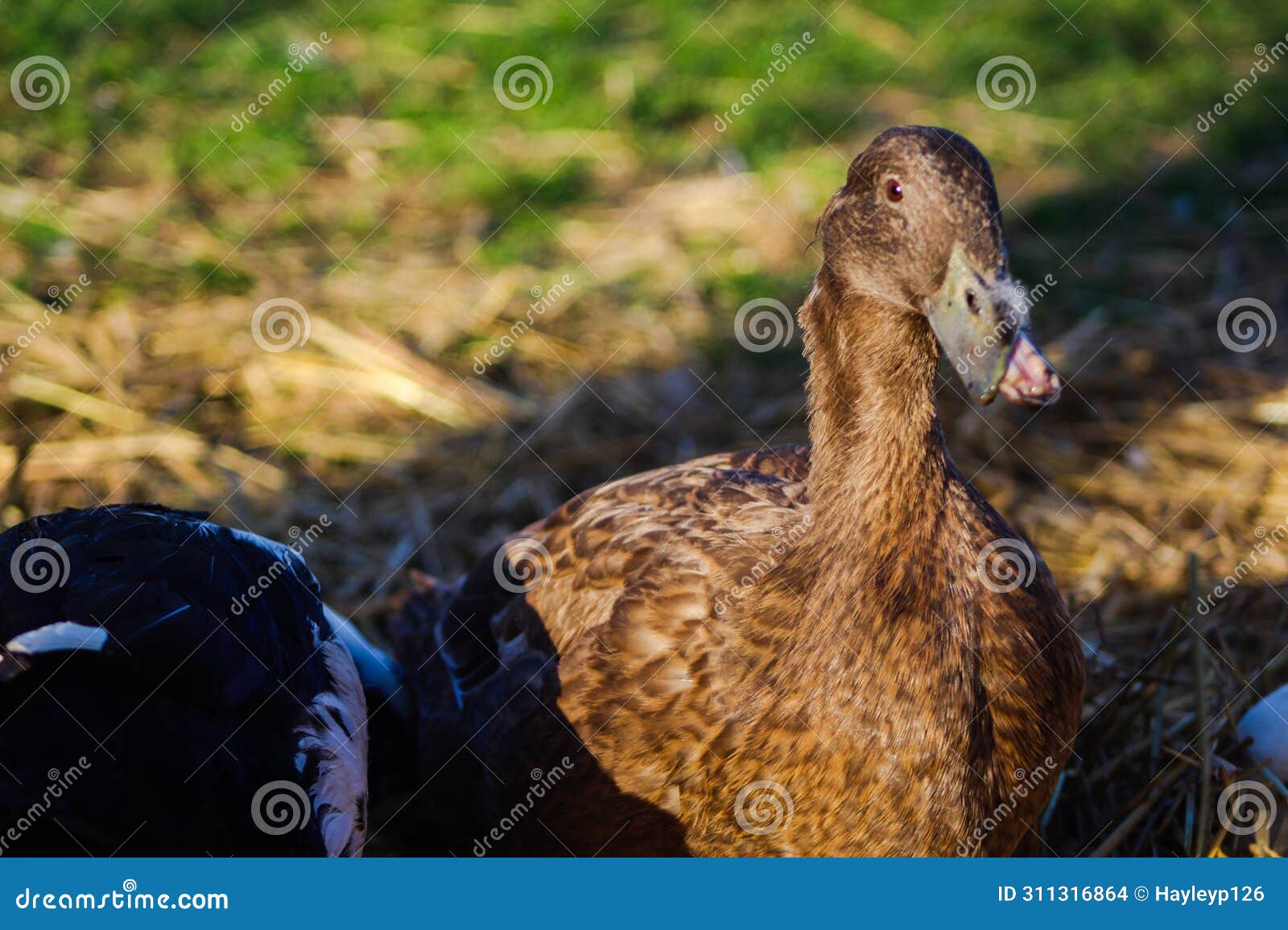 Backyard Ducks in Spring stock photo. Image of campbell - 311316864