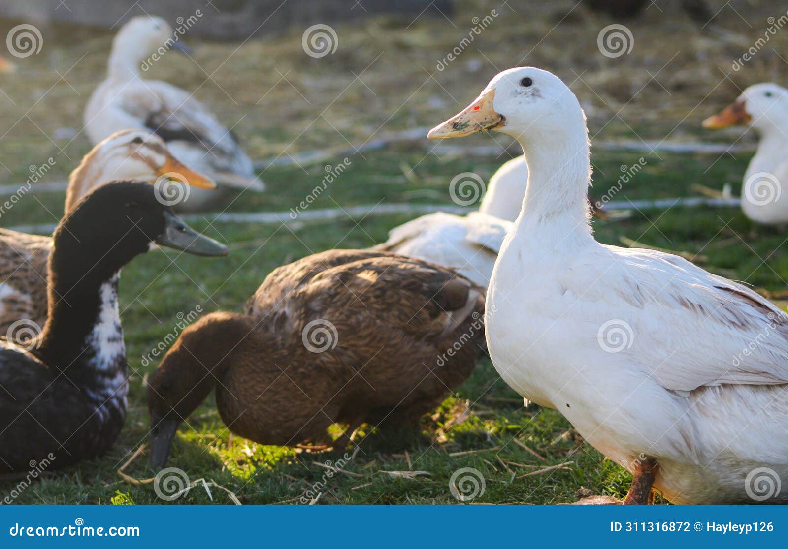 Backyard Ducks in Spring stock photo. Image of khaki - 311316872