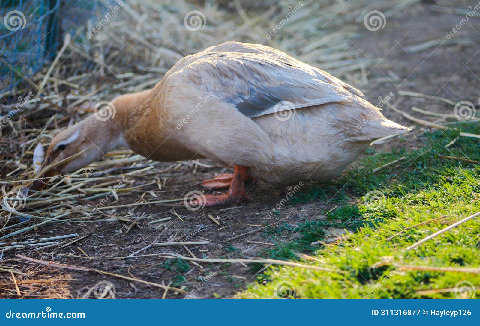 Backyard Ducks in Spring stock image. Image of ducks - 311316877