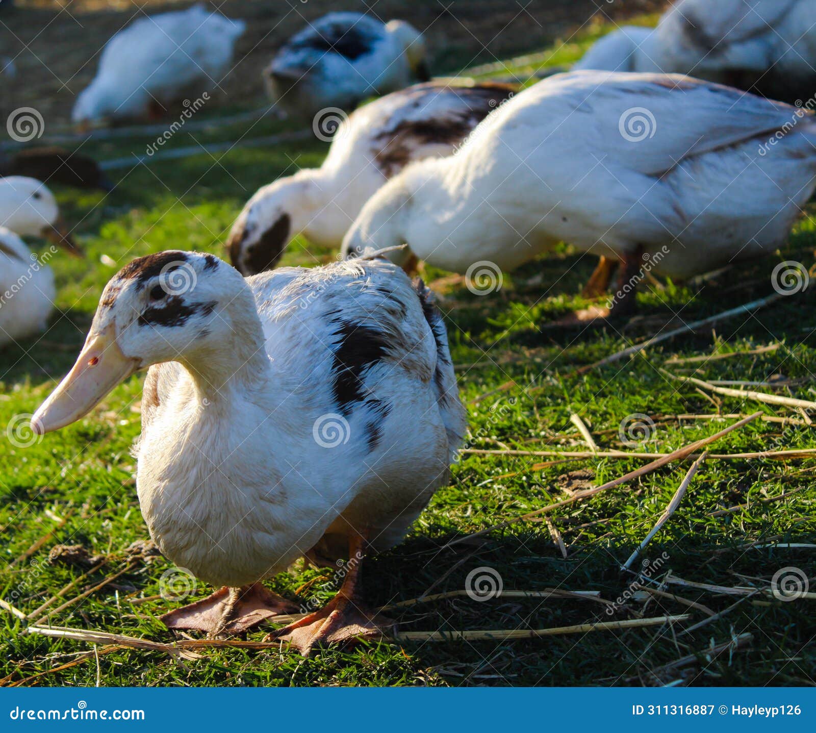 Backyard Ducks in Spring stock image. Image of chocolate - 311316887