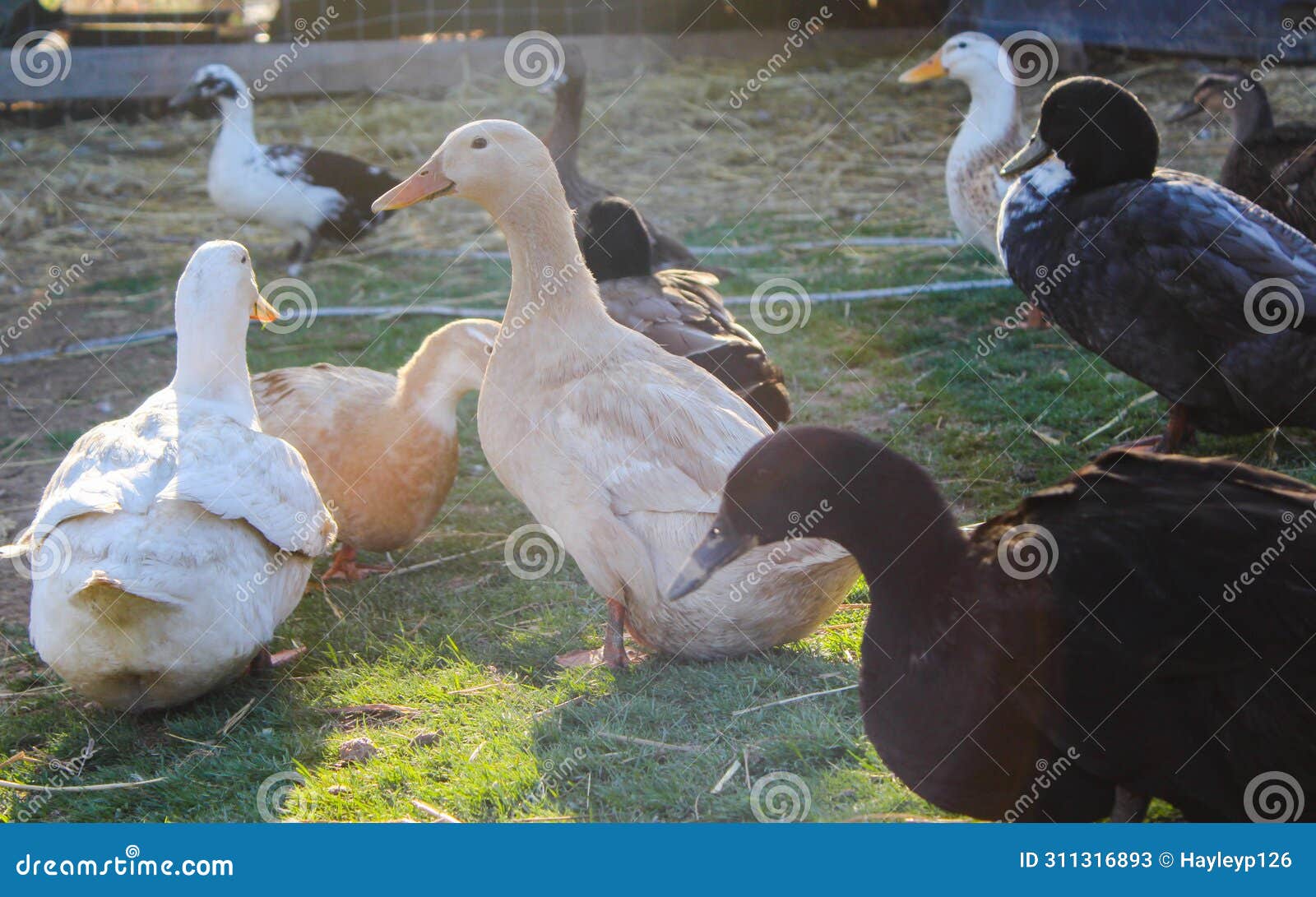 Backyard Ducks in Spring stock image. Image of chocolate - 311316893