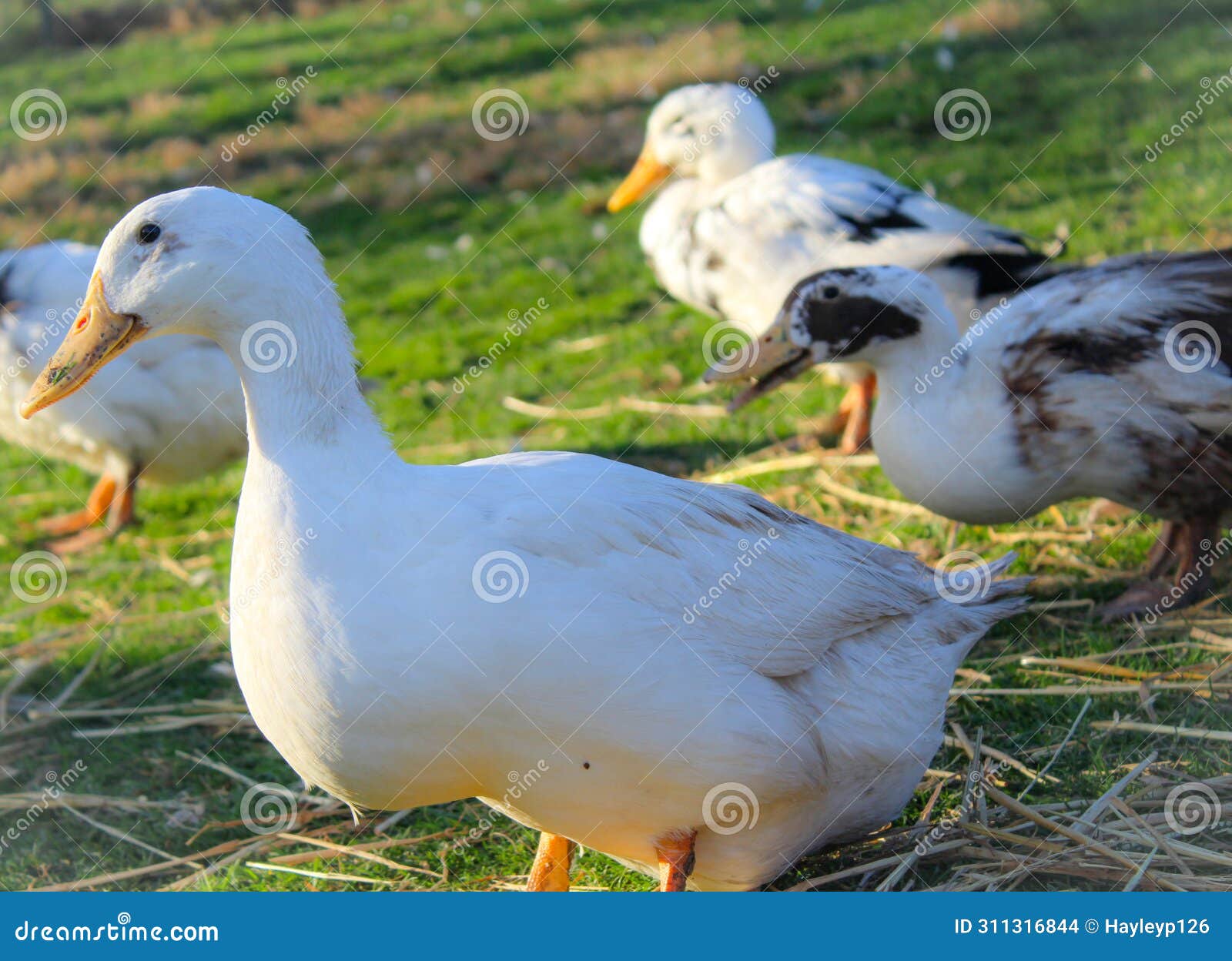 Backyard Ducks in Spring stock photo. Image of backyard - 311316844