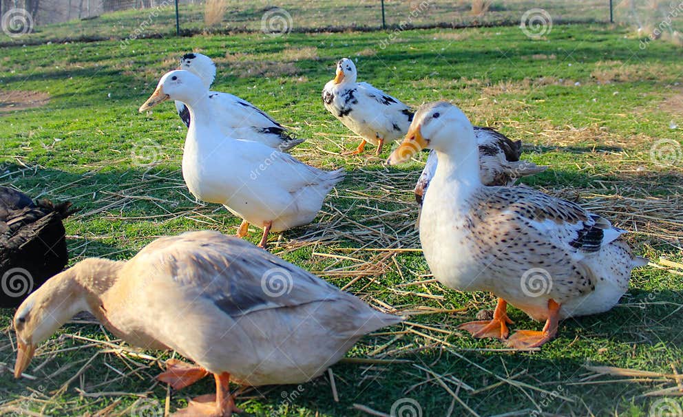 Backyard Ducks in Spring stock image. Image of white - 311316903