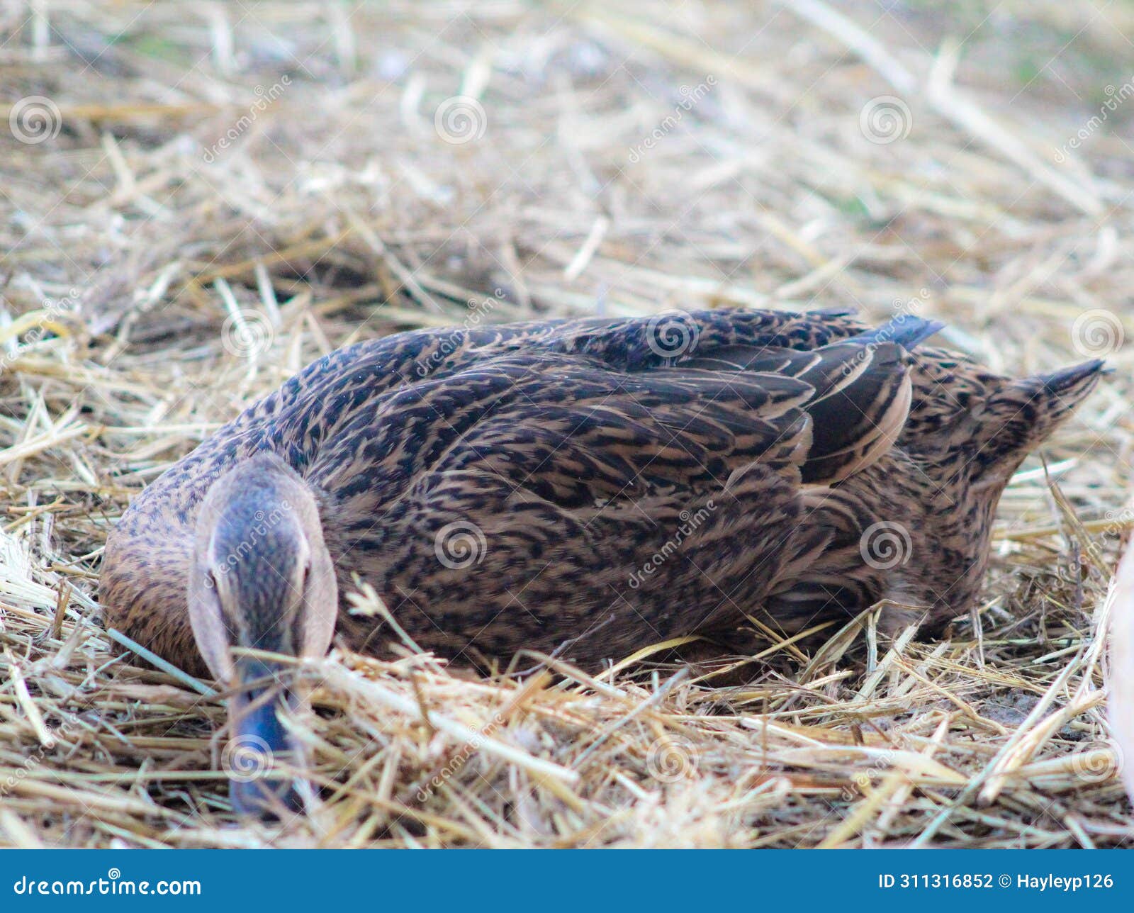 Backyard Ducks in Spring stock photo. Image of ducks - 311316852