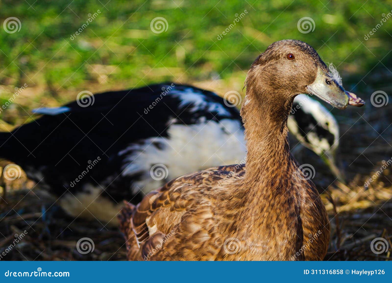 Backyard Ducks in Spring stock photo. Image of backyard - 311316858