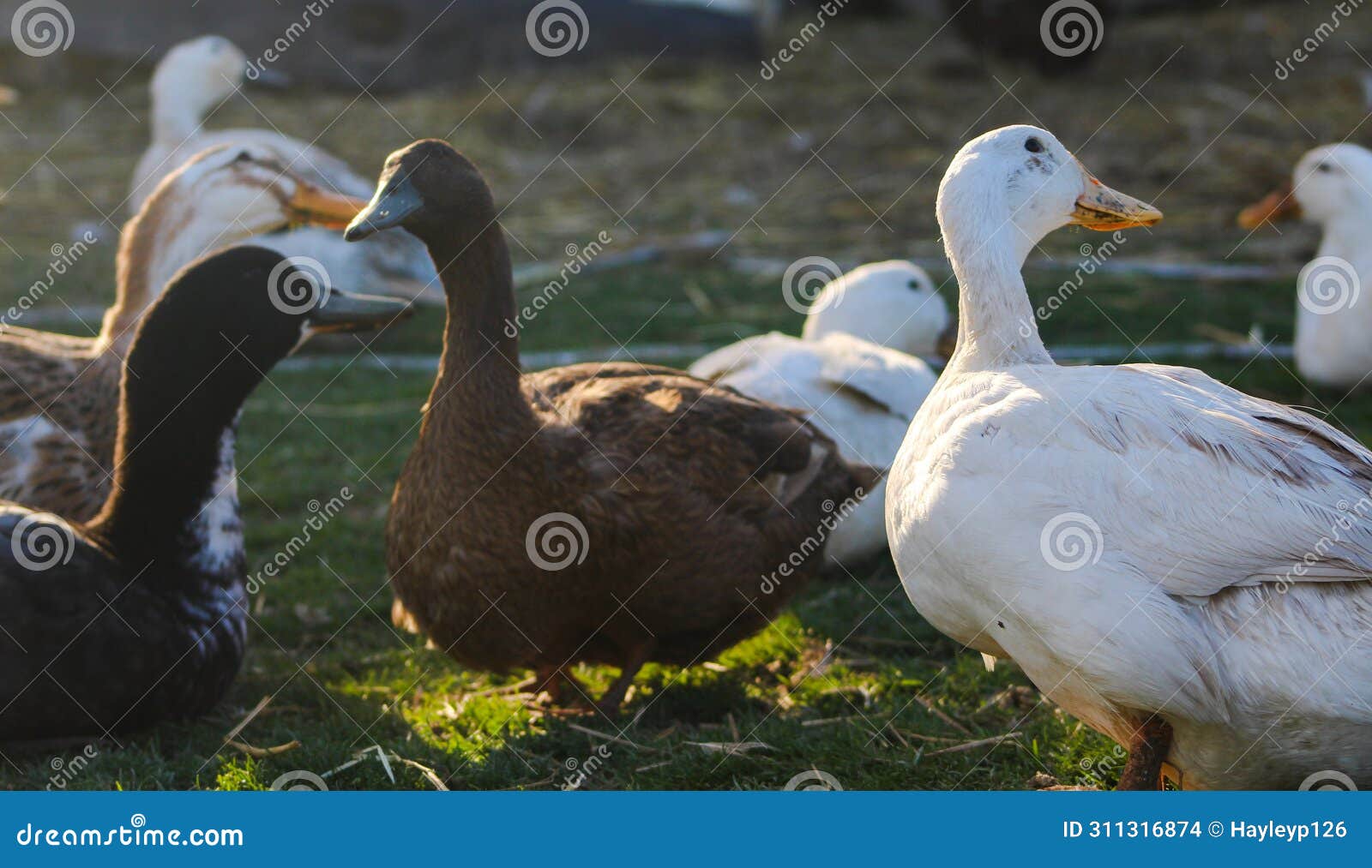 Backyard Ducks in Spring stock photo. Image of duck - 311316874