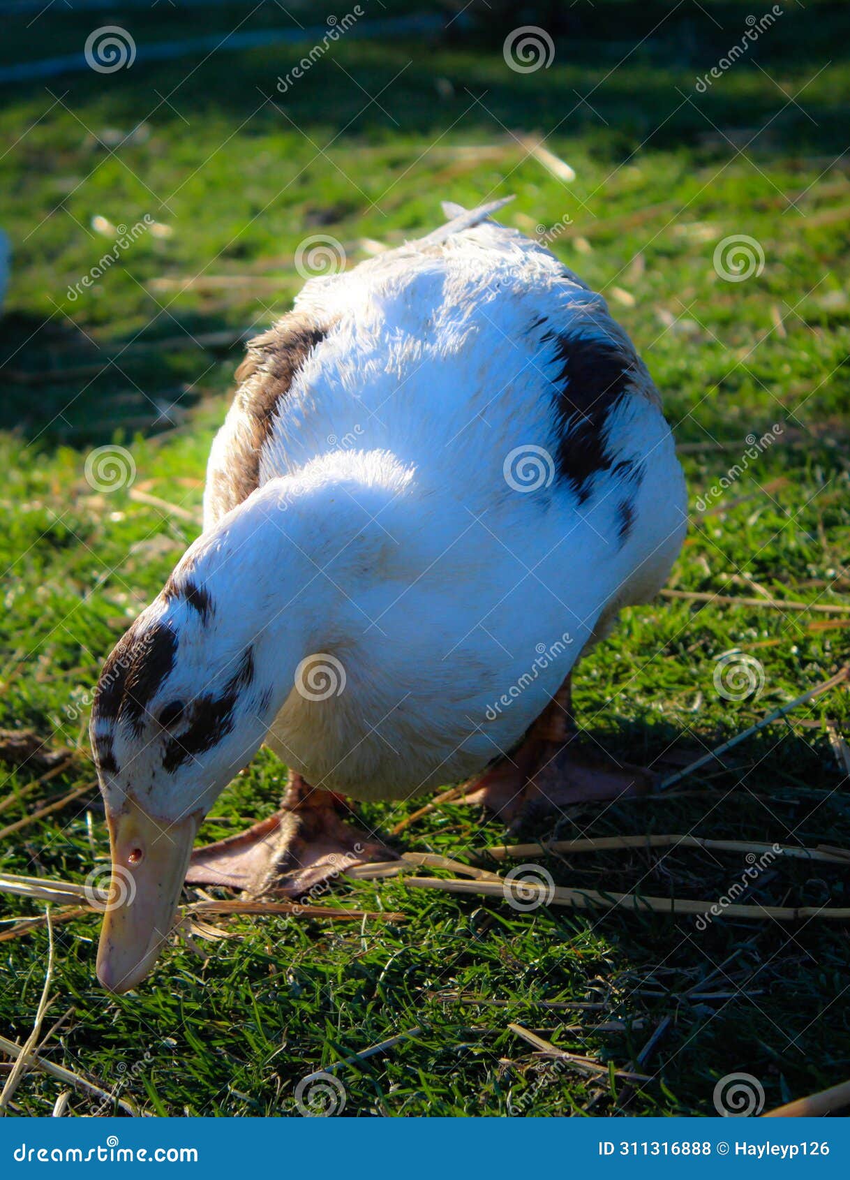 Backyard Ducks in Spring stock photo. Image of backyard - 311316888