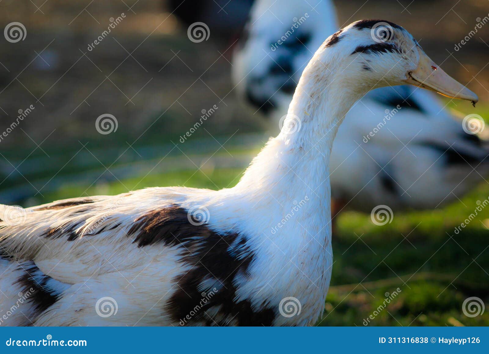 Backyard Ducks in Spring stock photo. Image of wing - 311316838