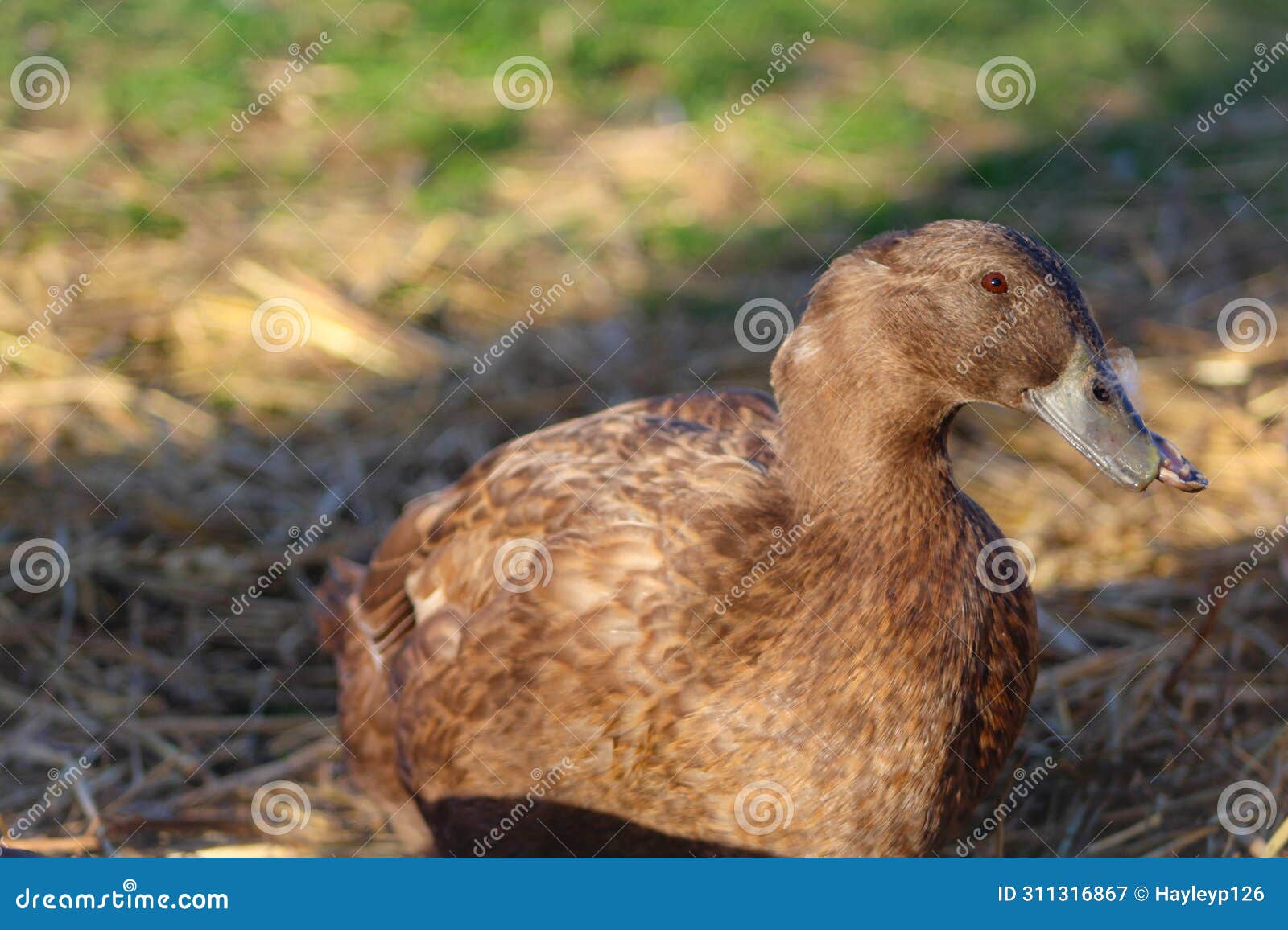 Backyard Ducks in Spring stock image. Image of bill - 311316867