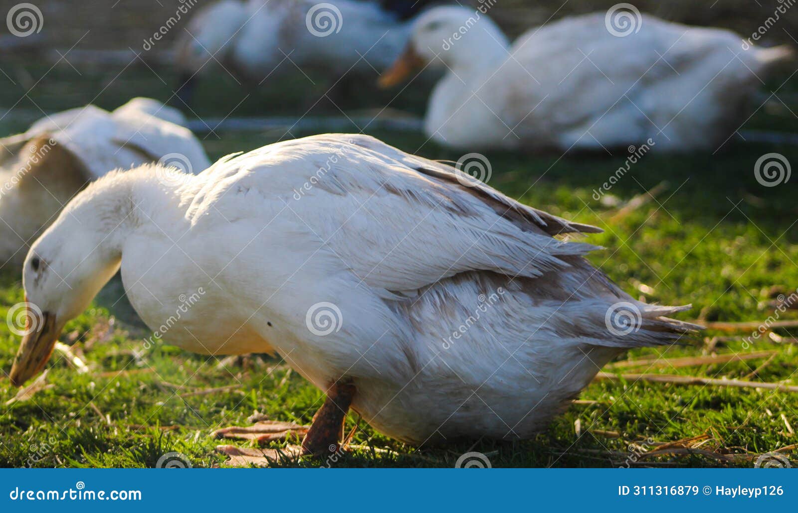 Backyard Ducks in Spring stock image. Image of lavender - 311316879