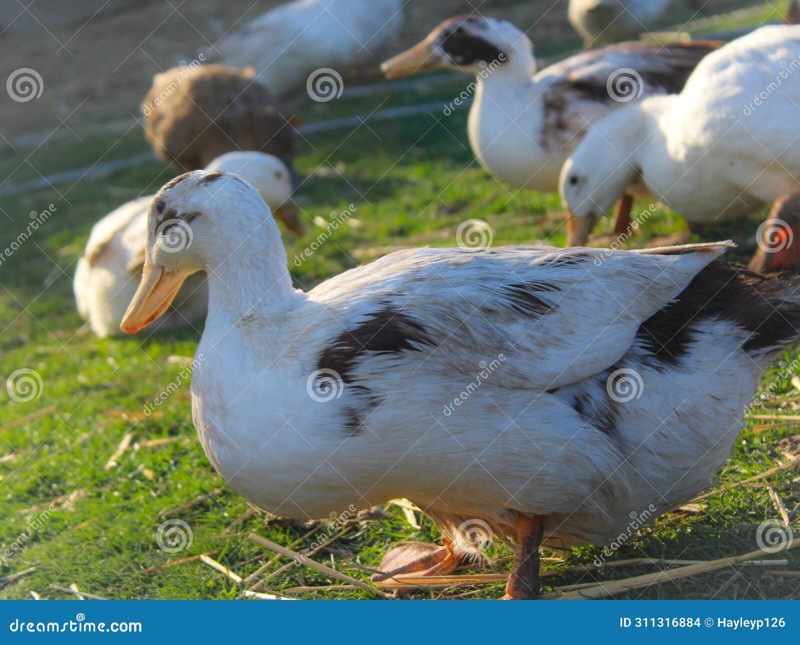 Backyard Ducks in Spring stock photo. Image of spring - 311316884