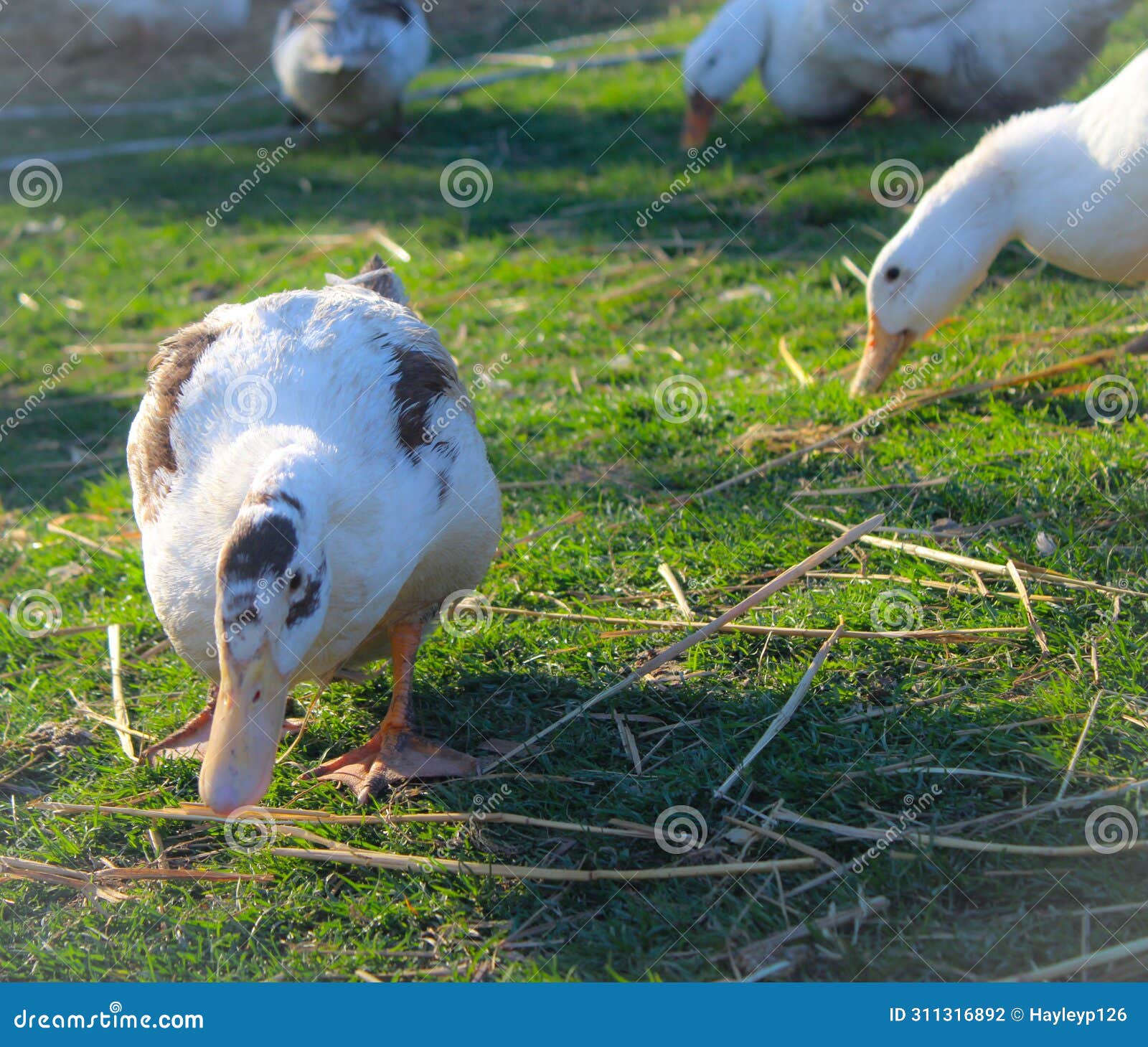 Backyard Ducks in Spring stock photo. Image of white - 311316892