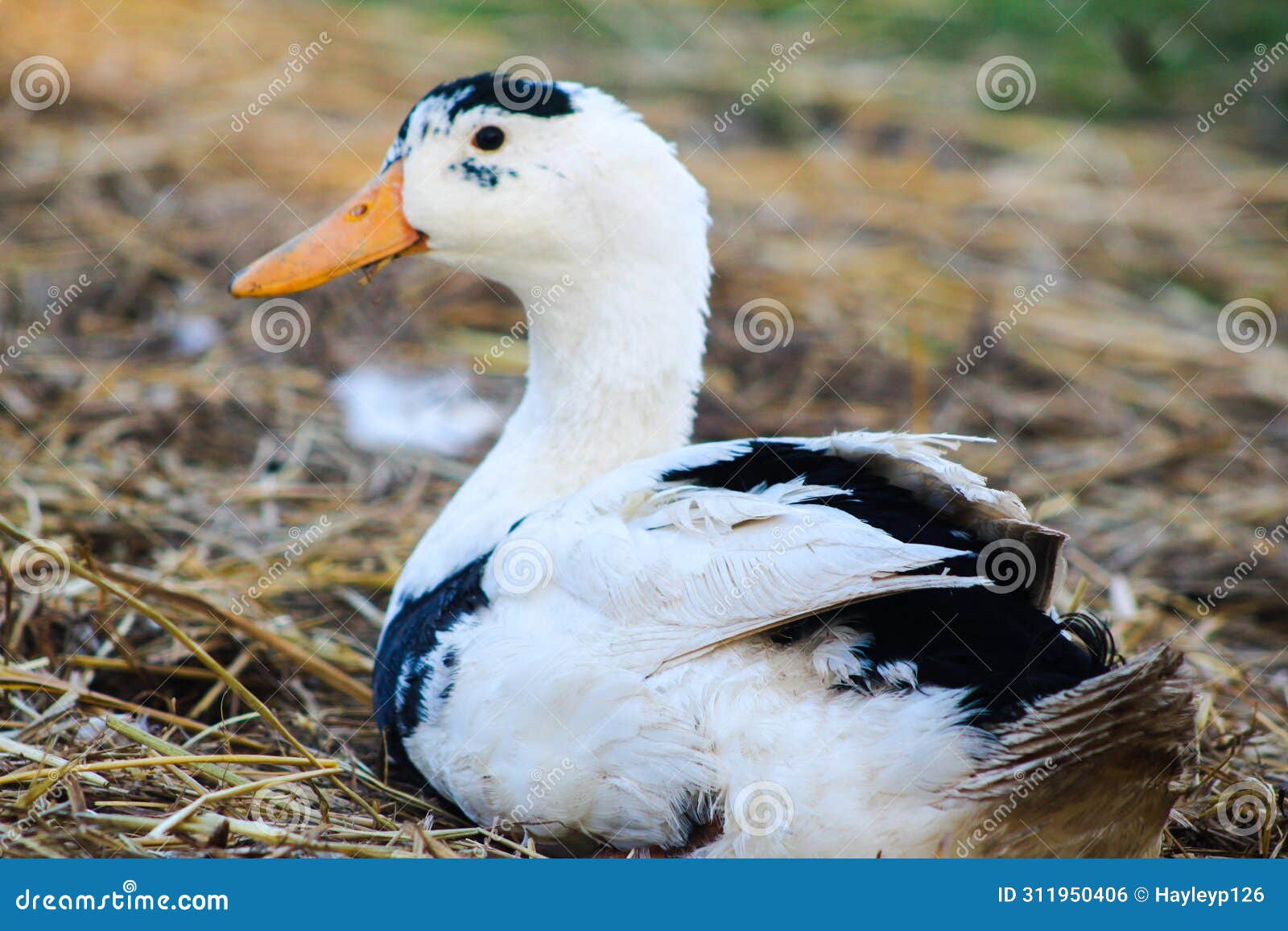 Backyard Ducks in Spring stock photo. Image of waterfowl - 311950406