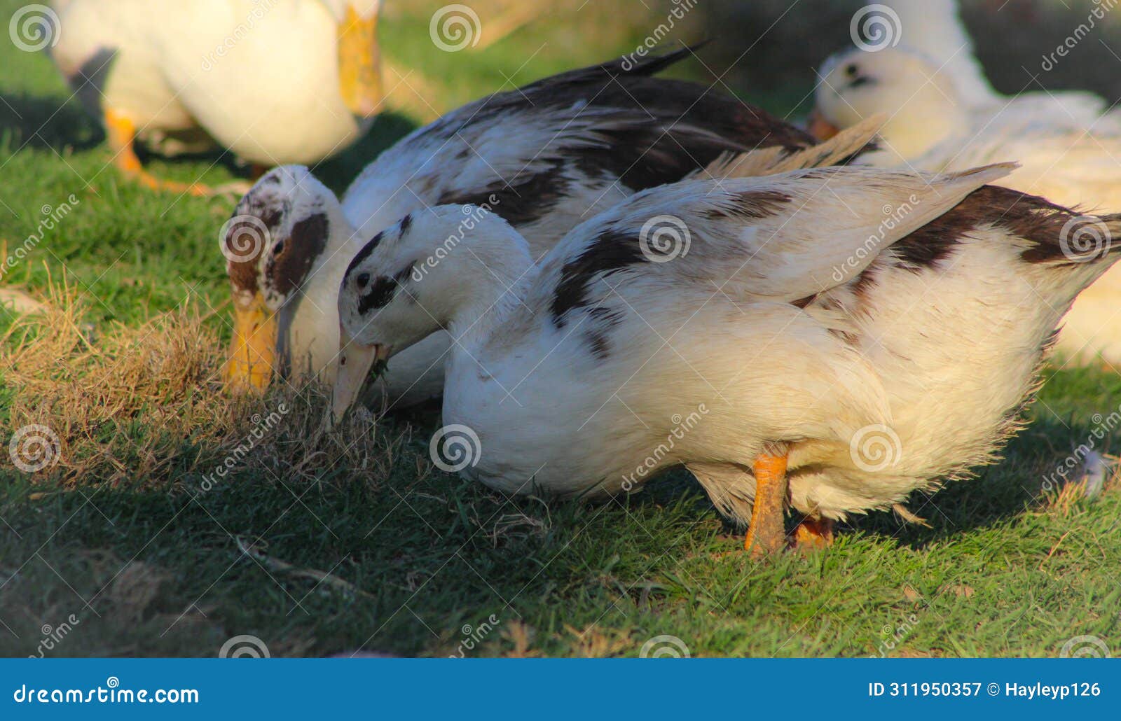 Backyard Ducks in Spring stock image. Image of backyard - 311950357