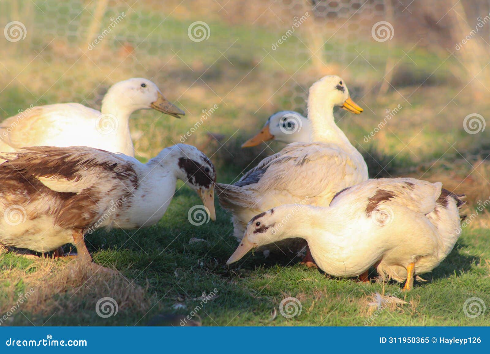 Backyard Ducks in Spring stock image. Image of white - 311950365