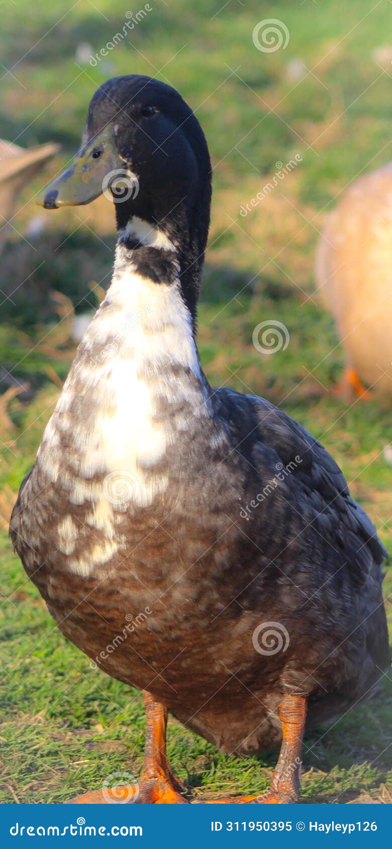 Backyard Ducks in Spring stock image. Image of waterfowl - 311950395