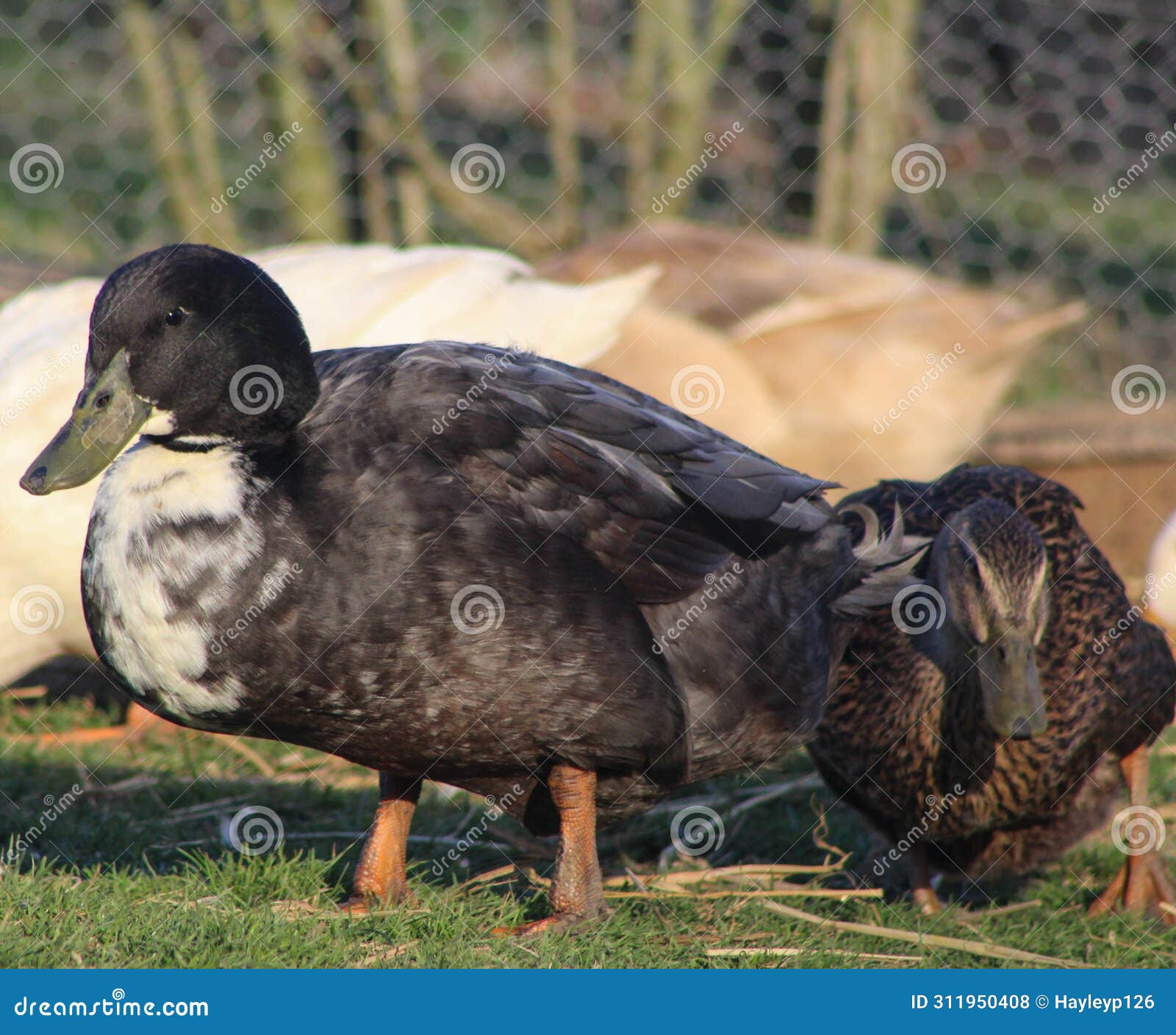 Backyard Ducks in Spring stock photo. Image of rouen - 311950408