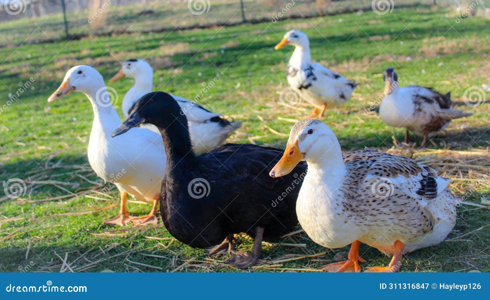 Backyard Ducks in Spring stock image. Image of chocolate - 311316847