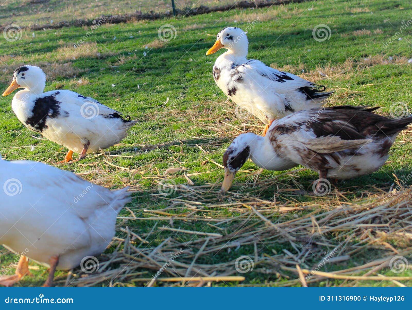 Backyard Ducks in Spring stock photo. Image of ducks - 311316900