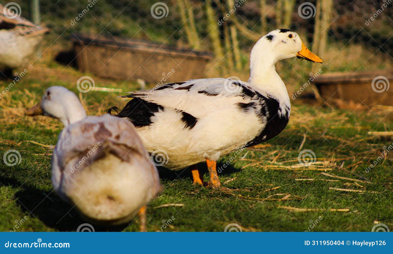 Backyard Ducks in Spring stock photo. Image of waterfowl - 311950404