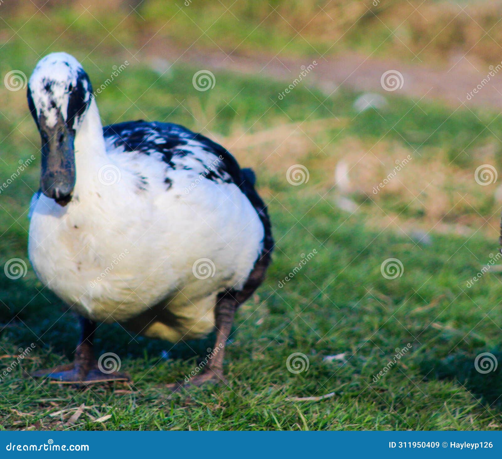 Backyard Ducks in Spring stock image. Image of backyard - 311950409