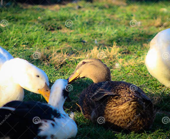 Backyard Ducks in Spring stock photo. Image of duck - 311950388