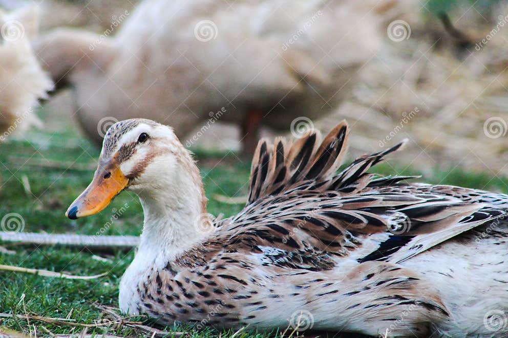 Backyard Ducks in Spring stock image. Image of silver - 311950369