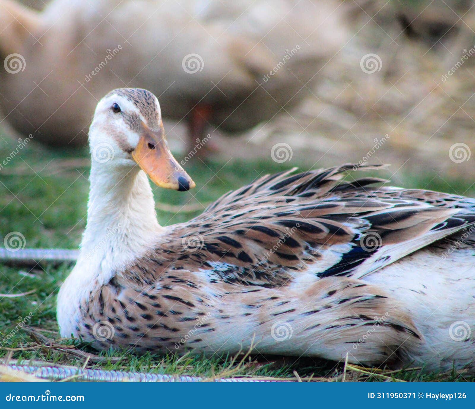 Backyard Ducks in Spring stock image. Image of silver - 311950371