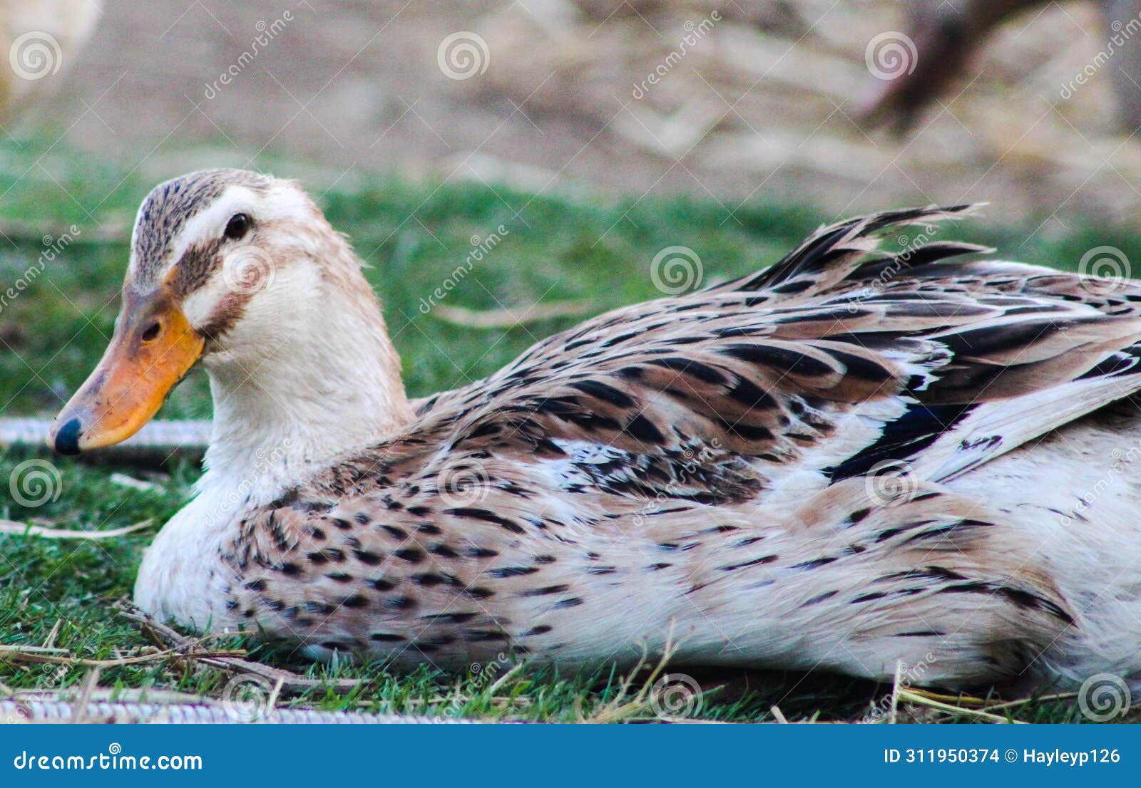 Backyard Ducks in Spring stock photo. Image of duck - 311950374