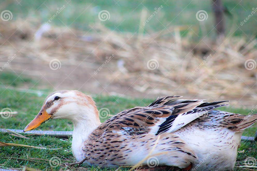 Backyard Ducks in Spring stock image. Image of waterfowl - 311950377
